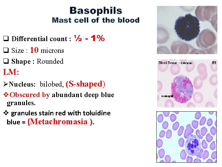 Blood Lecture 2 leucocytes 1 45 of blood