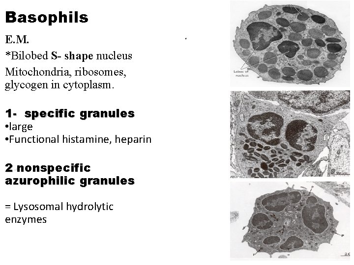 Blood Lecture 2 leucocytes 1 45 of blood