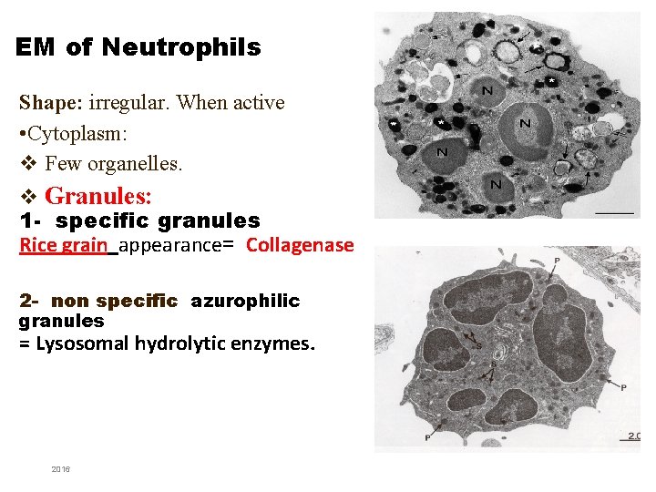 Blood Lecture 2 leucocytes 1 45 of blood