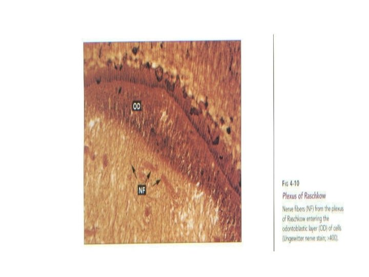 Blood vessels The pulp organ is extensively vascularized