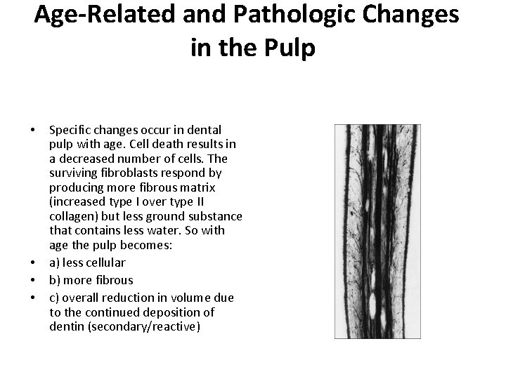 Blood vessels The pulp organ is extensively vascularized
