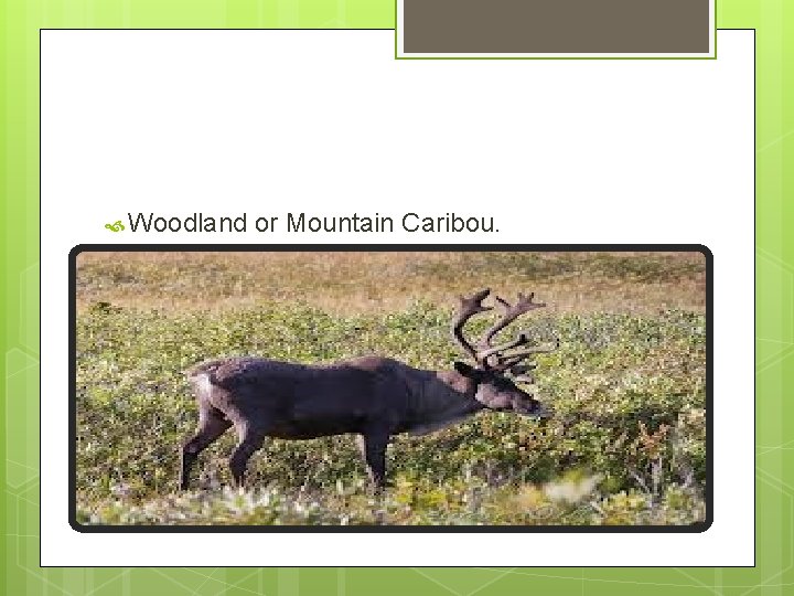 CARIBOU Antlered Animal Silvana Padilla 4 B CARIBOU