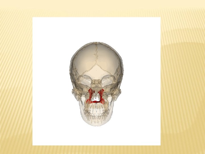 RT 233 ORBITS FACIAL BONES PROJECTION REVIEW Parietoacanthial