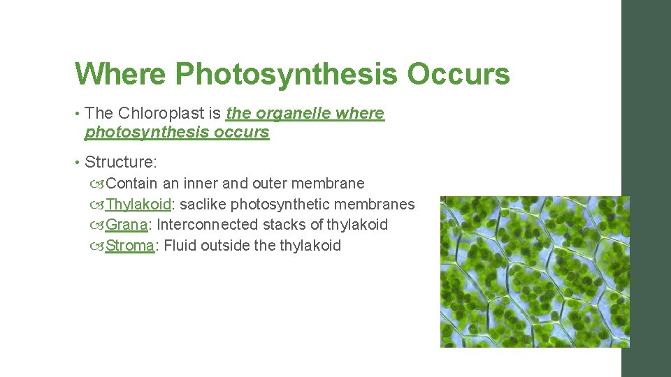 Unit 5 Cell Energy 5 1 Photosynthesis Overview