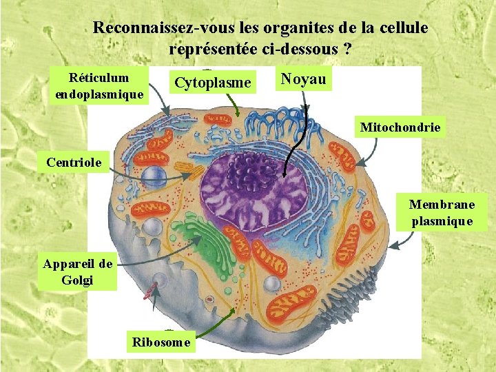 RVISION Chapitre La cellule Questce quune cellule Unit