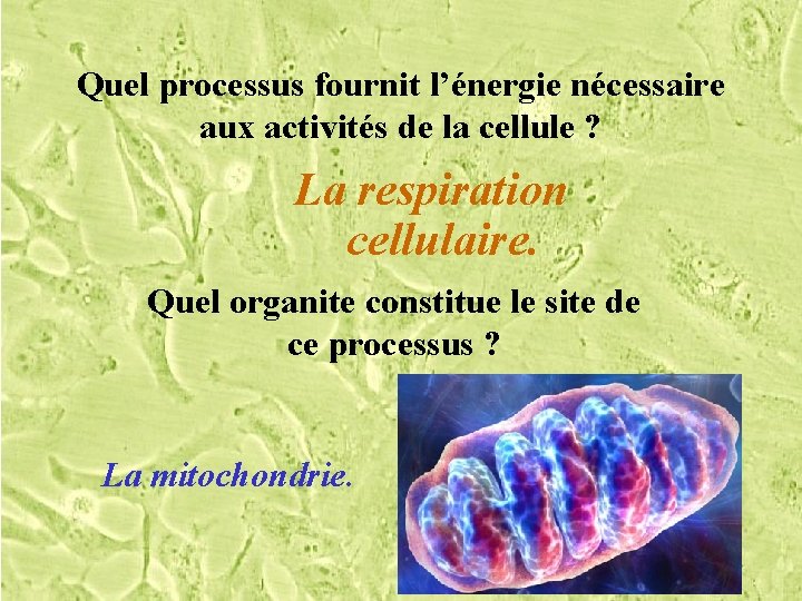 RVISION Chapitre La cellule Questce quune cellule Unit