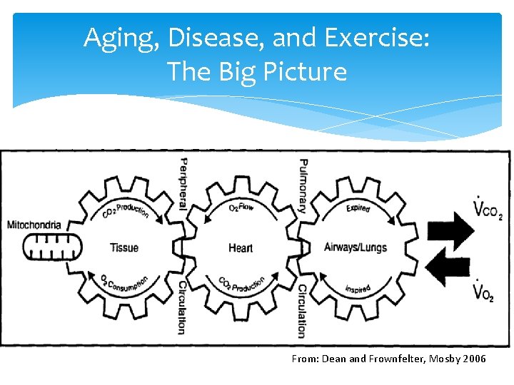 Exercise and Successful Aging Maintaining Function and Quality