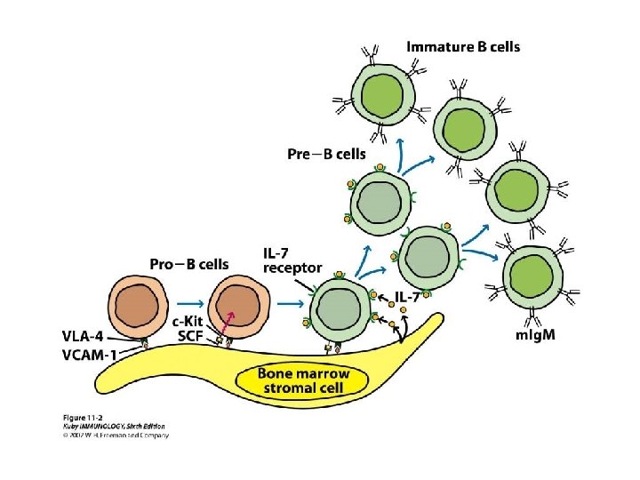 B cell Maturation and Activation Chapter 11 Affinity