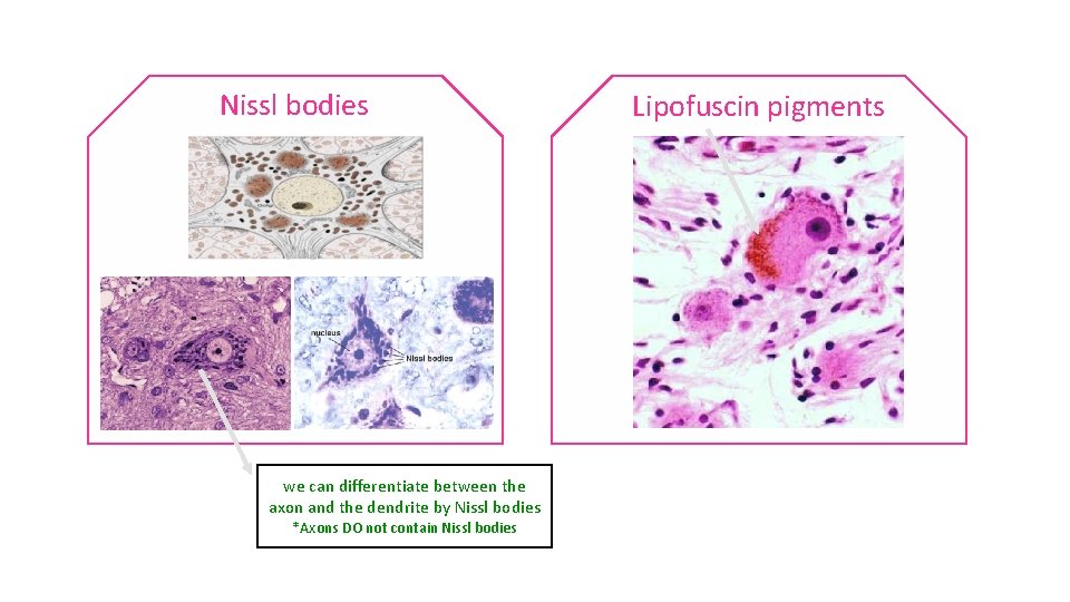 NORMAL CELLS OF THE CNS Color index Slides