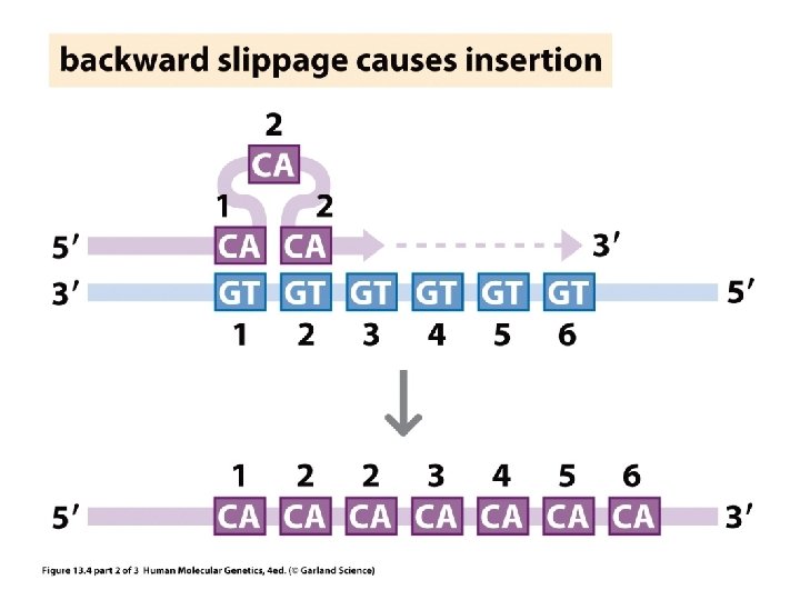 Instability Mutation and DNA repair Mutations DNA repair