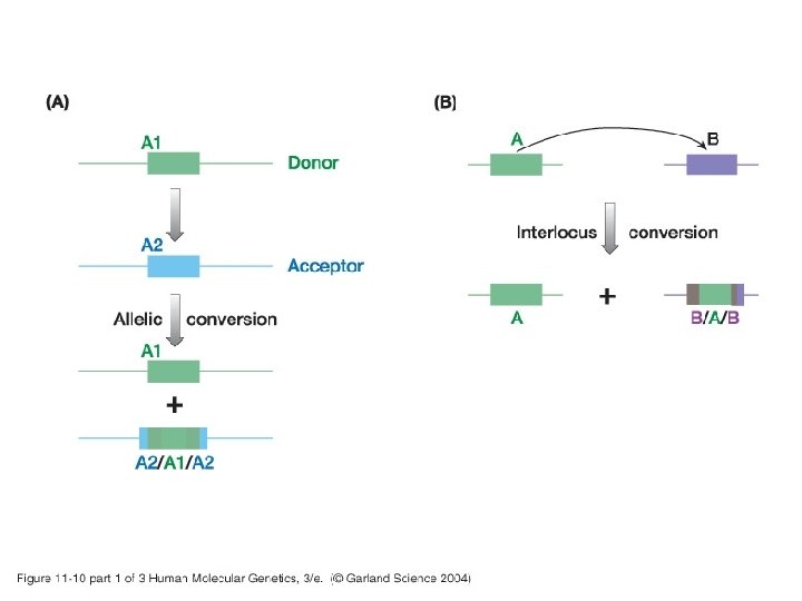 Instability Mutation and DNA repair Mutations DNA repair