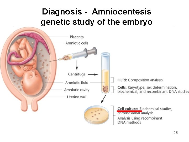 Cell and tissue culture Model cells in medicine