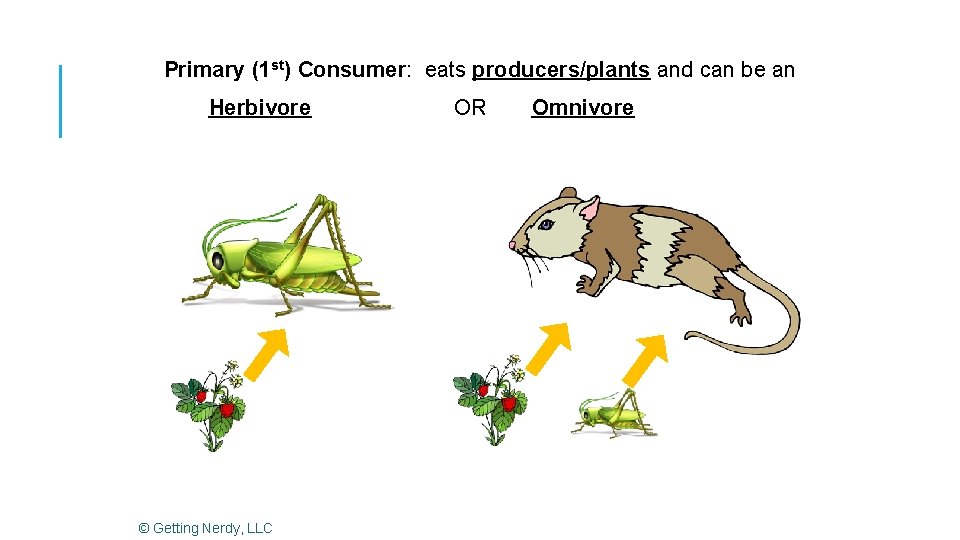 FOOD CHAINS AND FOOD WEBS YOU ARE WHAT