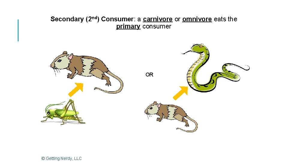FOOD CHAINS AND FOOD WEBS YOU ARE WHAT