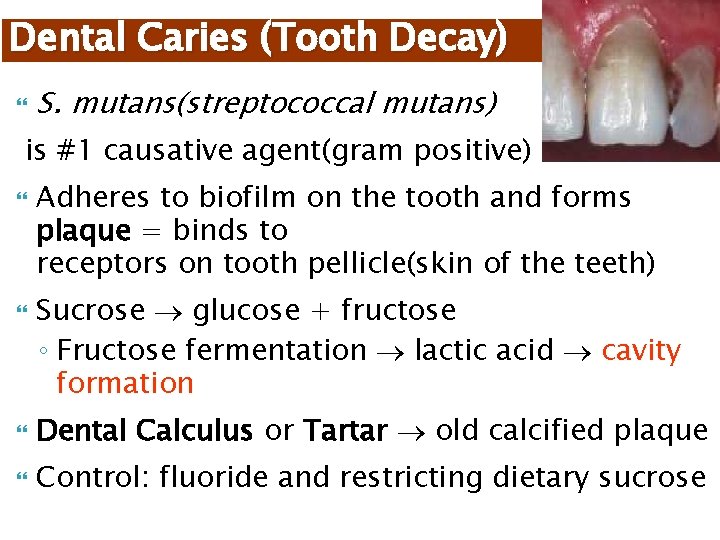 Microbial Diseases of the Digestive System Module 10