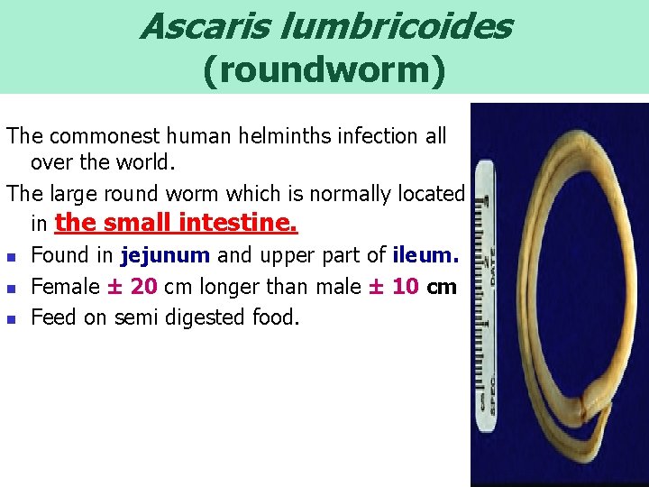 Intestinal Helminths Dr Ibrahim Alkhalife CLASSIFICATION OF PARASITES