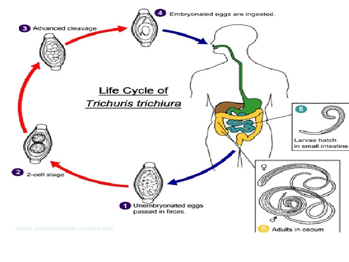 Intestinal Helminths Dr Ibrahim Alkhalife CLASSIFICATION OF PARASITES