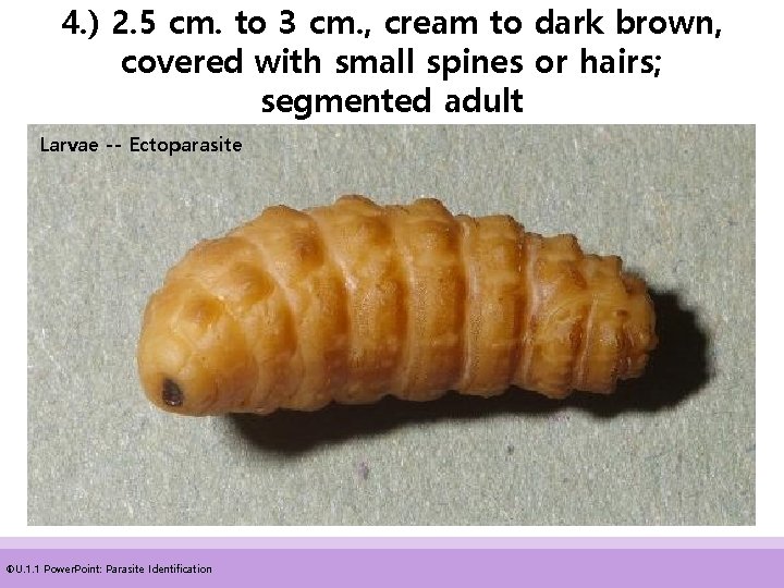 Key Point Parasites can be identified by their