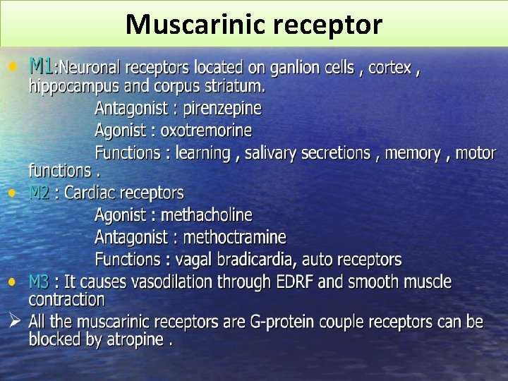 Organization of the Autonomic Nervous SystemII By Dr