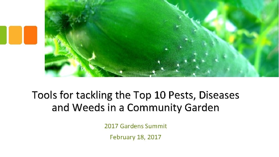 Tools for tackling the Top 10 Pests Diseases
