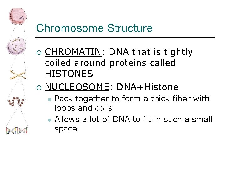 Chromosomes DNA Replication TSW explain how the genetic