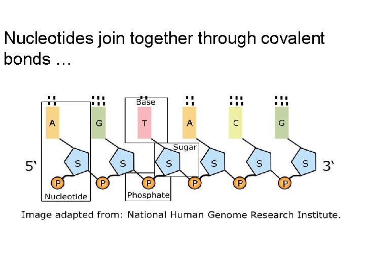 The Fourth Macromolecule 1 Objectives Describe the structure