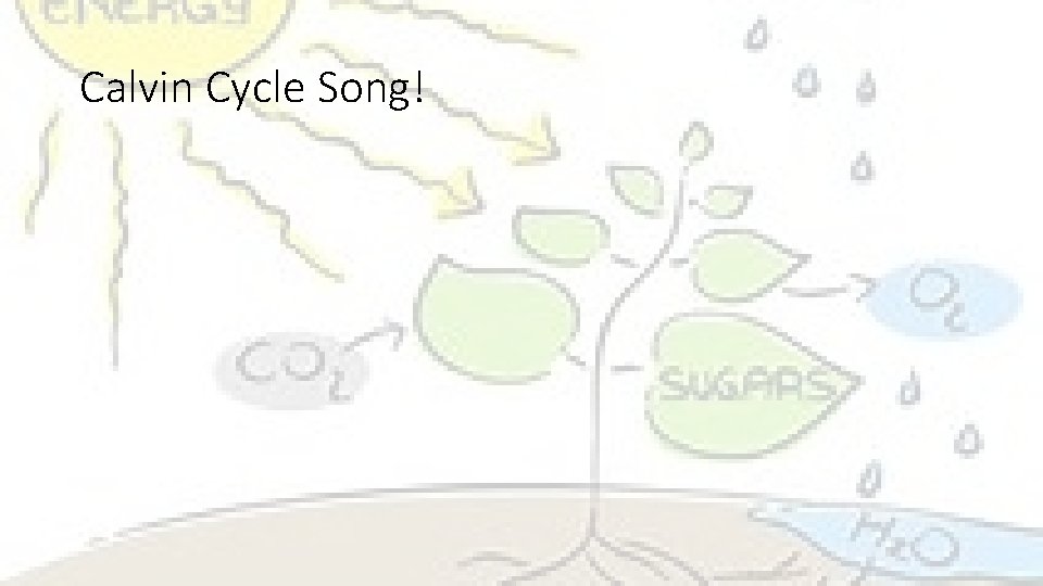 Photosynthesis PhotosynthesisWhat Do We Already Know Pass the