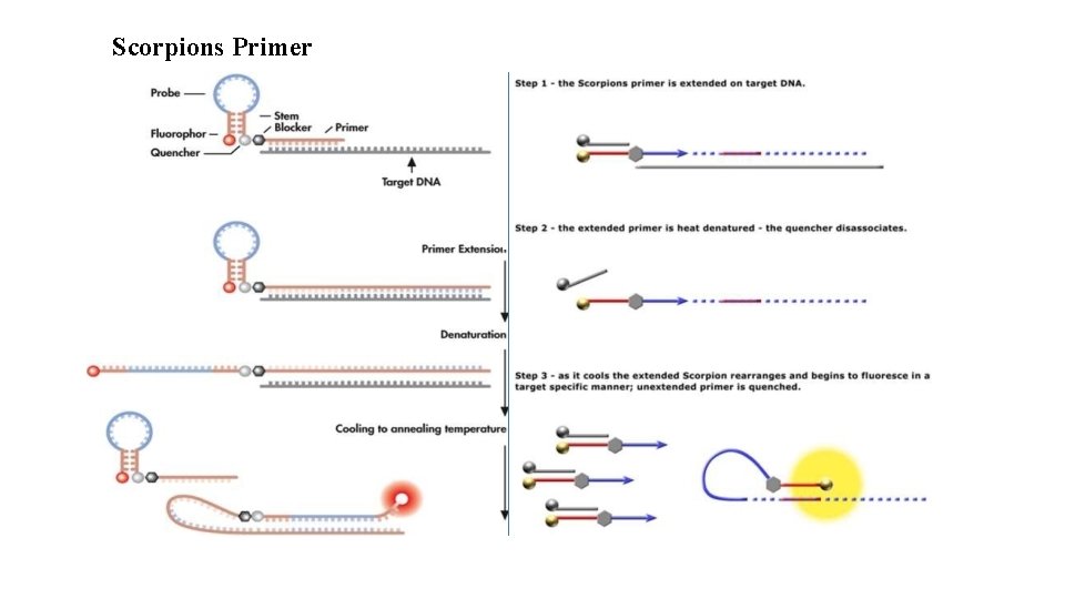 Real Time PCR Dr Naila Shahid The Polymerase