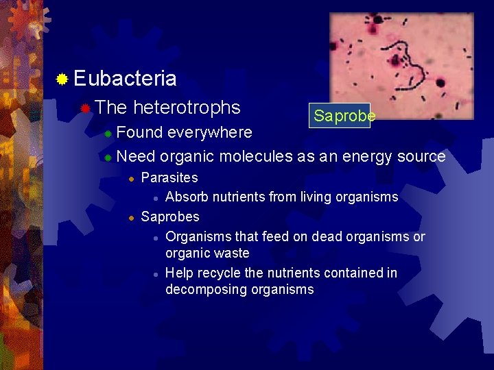 Bacteria Classification of Bacteria Archaebacteria The extremists Oxygen