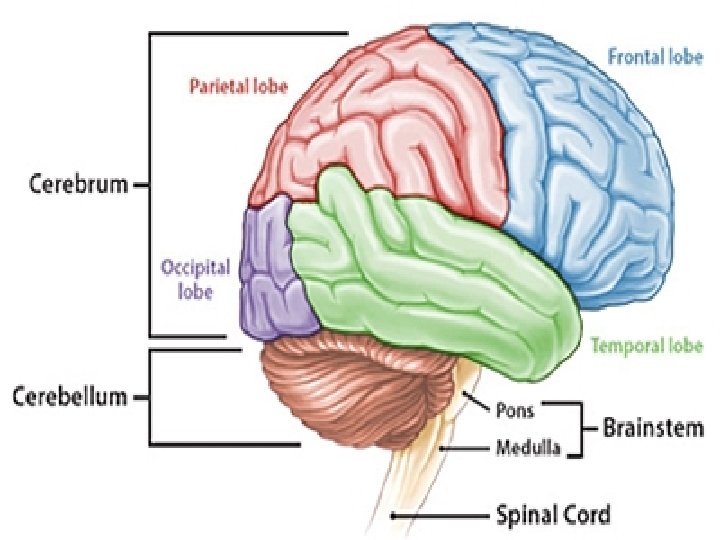 Human Body Systemsan overview of Anatomy and PhysiologyNotes