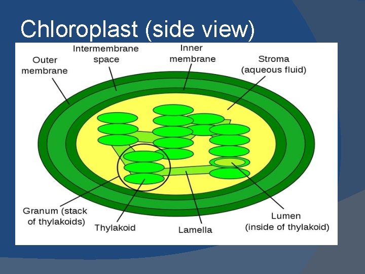 Photosynthesis CHAPTER 6 What is it Photosynthesis is
