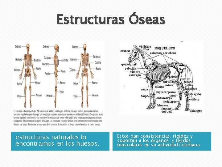 ESTRUCTURAS Identifica el proceso de la evolucin de