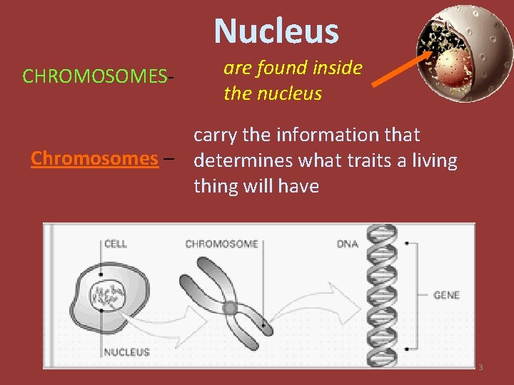 nucleus nucleolus cell membrane cytoplasm cytoskeleton vacuole mitochondria