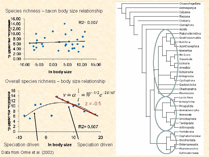 Species body weight relationships Trichoplax adhaerens Balaenoptera ...