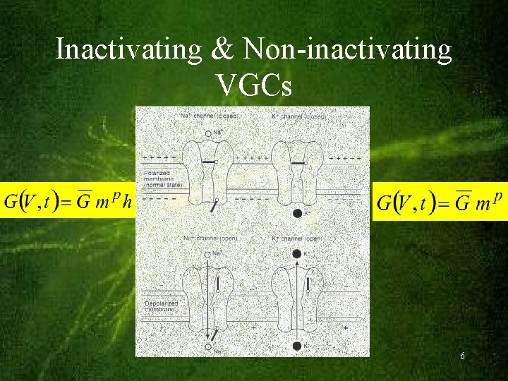 Modulation Channels in Biomimic Artificial Neurons Richard B