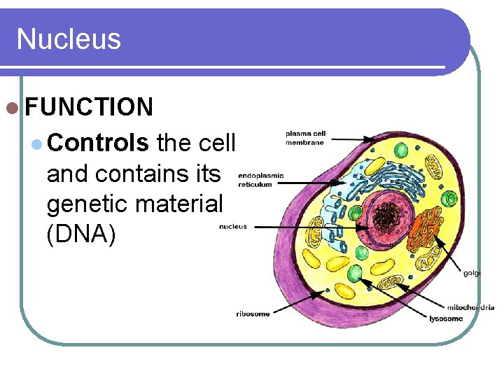 Inside Club Cell Introduction to Cell Organelles Cell