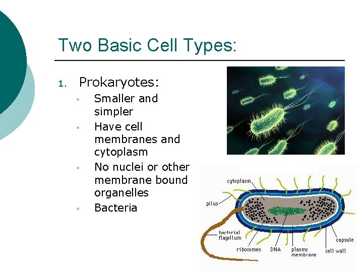 The Cell Robert Hooke 1665observed cork under a