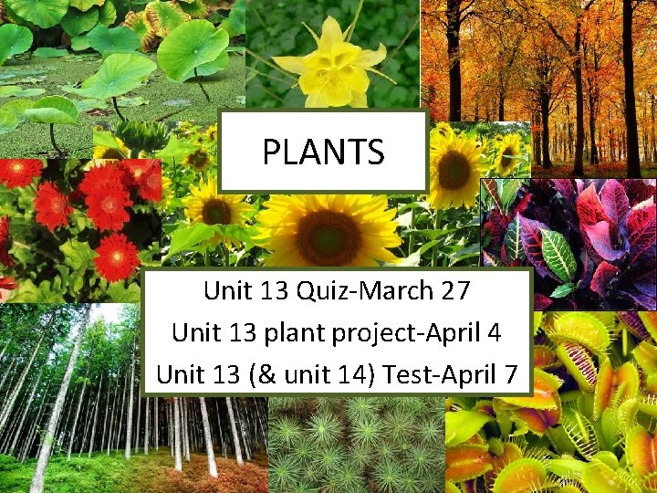 PLANTS Unit 13 QuizMarch 27 Unit 13 plant