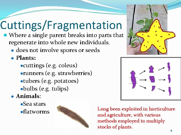 Notes Pg 4 Asexual vs Sexual Reproduction EQ