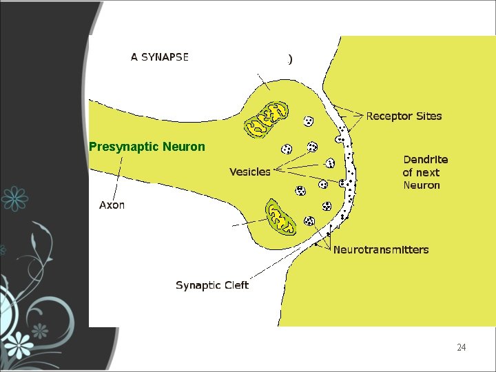 How is the Nervous System Organized Chapter 2