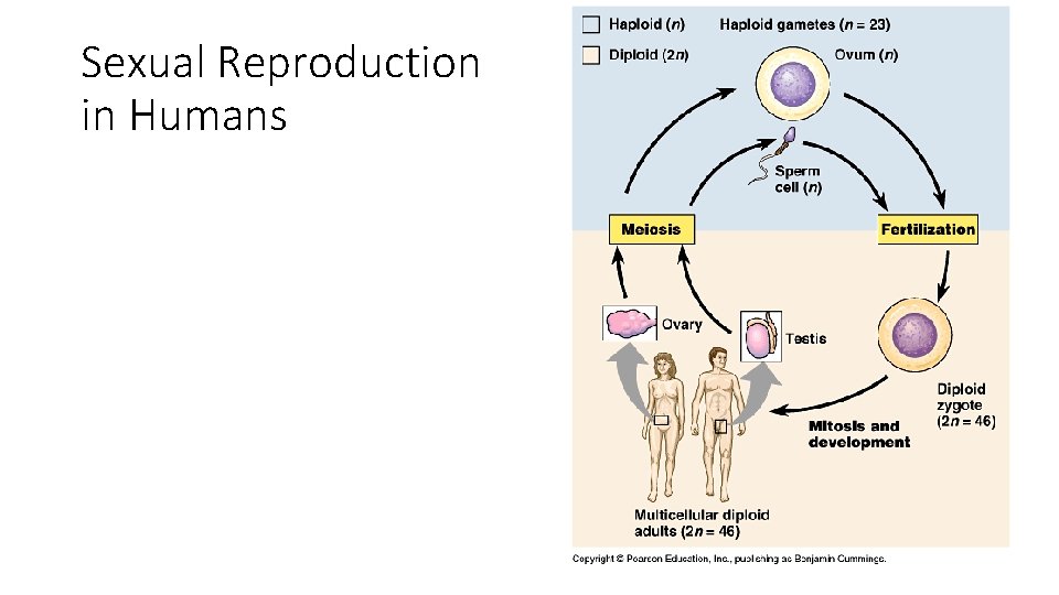 Pregnancy Fertilization to Birth 4 min Sexual Reproduction