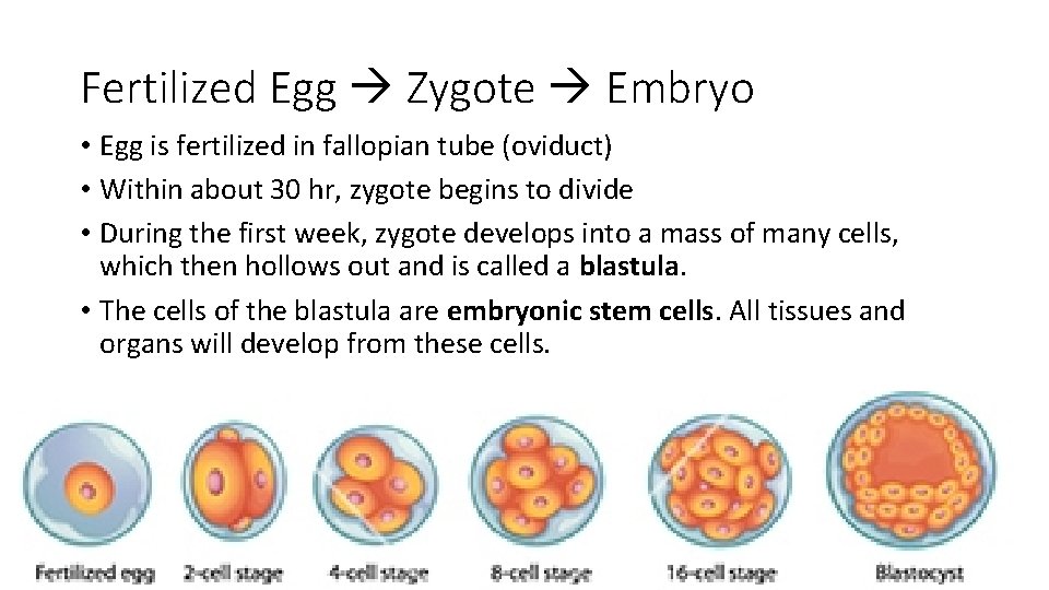 Pregnancy Fertilization to Birth 4 min Sexual Reproduction