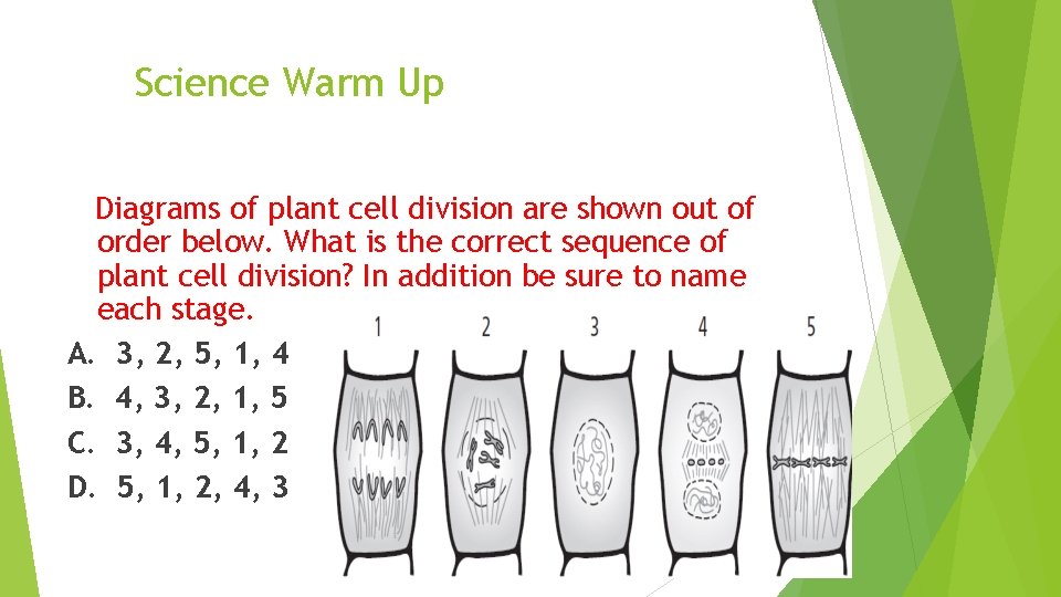 Science Warm Up Diagrams of plant cell division