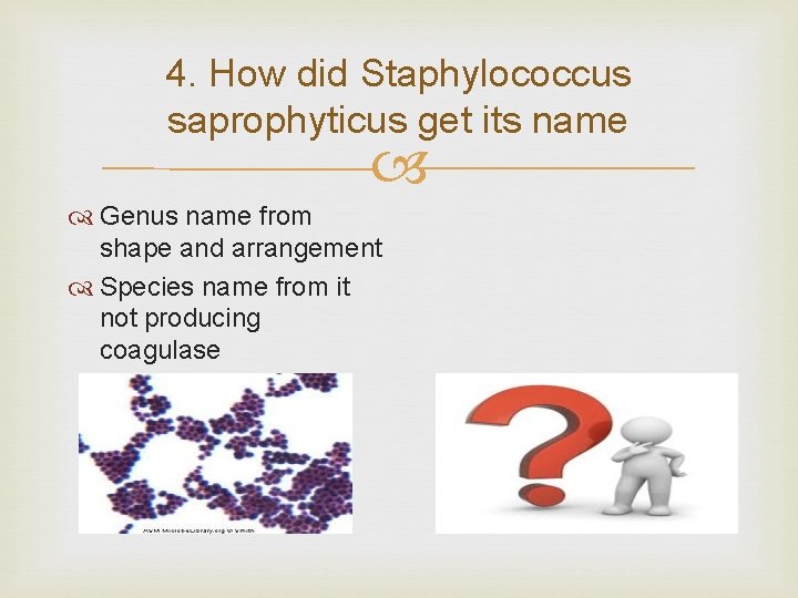 Staphylococcus saprophyticus The Honeymooners UTI Austin Stutts 411