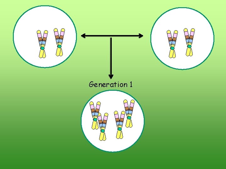 Meiosis Diploid 2 N 2 sets of chromosomes