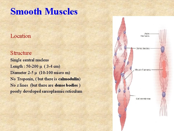 Chapter 8 Smooth Muscles Smooth Muscles Location Structure