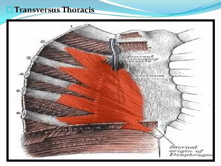 General Features And Attachments Of Typical Ribs Atypical