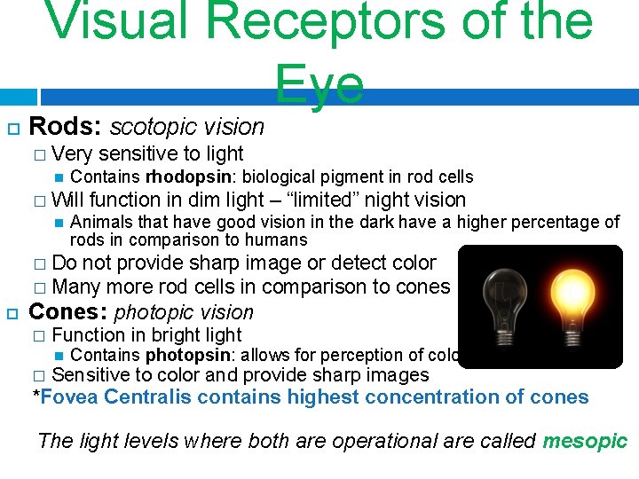 Visual Testin g Lab Anatomy Special Senses Test