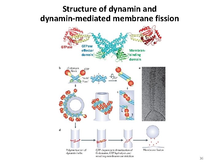 Lysosomes endocytosis hetero and autophagocytosis Biology I Faculty