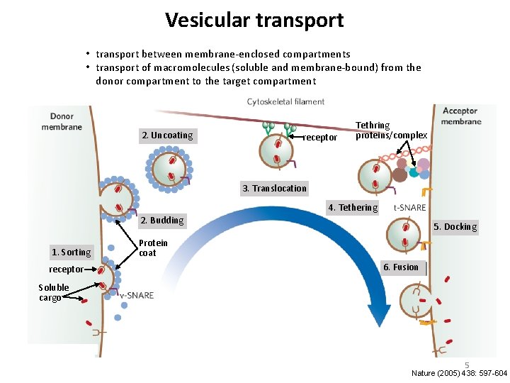 Lysosomes endocytosis hetero and autophagocytosis Biology I Faculty